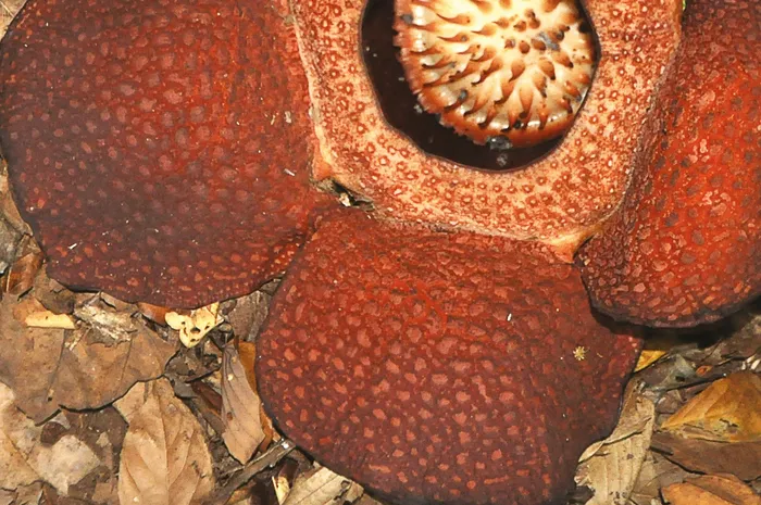 Mengenal Lebih Dekat Rafflesia arnoldii: Sebenarnya Siapa Sosok di ...