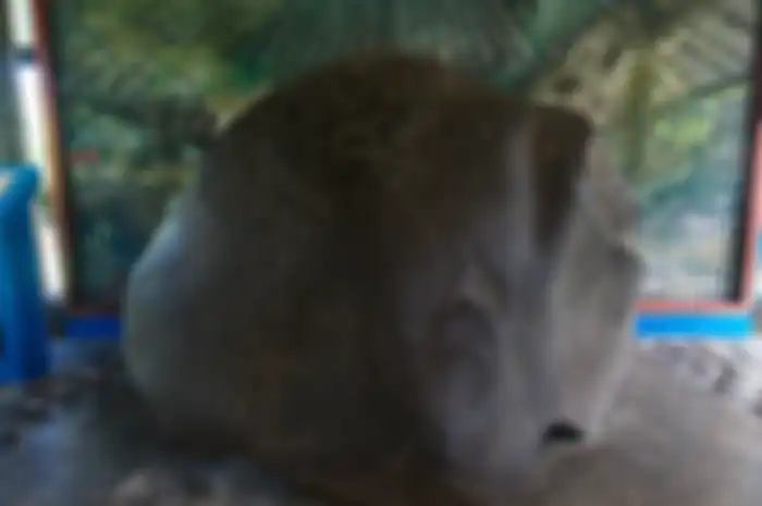 Prasasti Ciaruteun dan Jejak Kaki Sang Purnawarman Pembawa Kejayaan ...