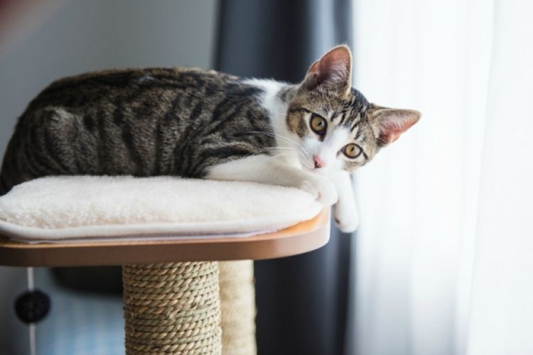 Pelihara Kucing di Rumah? Inilah 5 Desain Ruangan yang Ramah Untuk Kucing