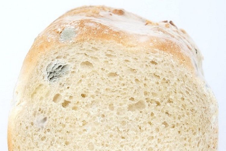 Berita Jamur Kapang Terbaru Hari Ini - Bobo