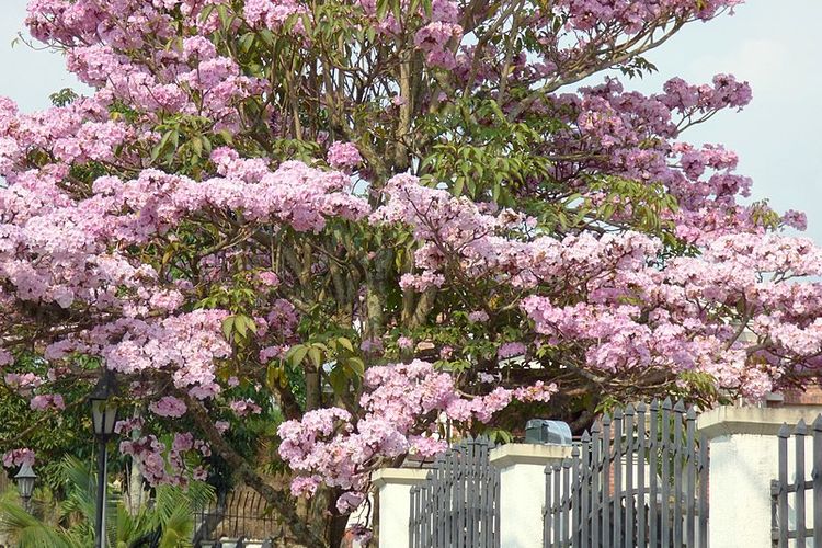 Berita Pohon Berbunga Terbaru Hari Ini - Bobo