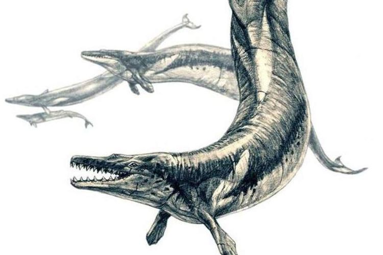 Berita Kerangka Paus Terbaru Hari Ini - National Geographic