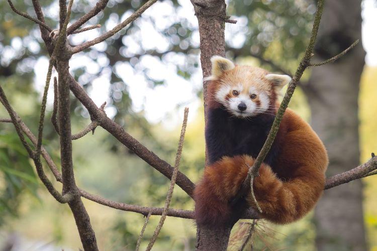 Pertama Kali di Indonesia, Red Panda di Taman Safari Melahirkan