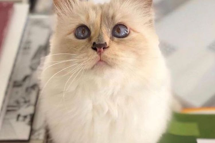 Berita Kucing Birman Terbaru Hari Ini - Bobo