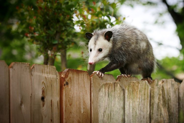 Berita Opposum Terbaru Hari Ini - Bobo