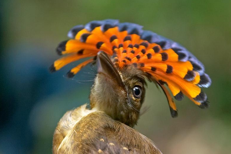 Berita Jambul Terbaru Hari Ini - Bobo
