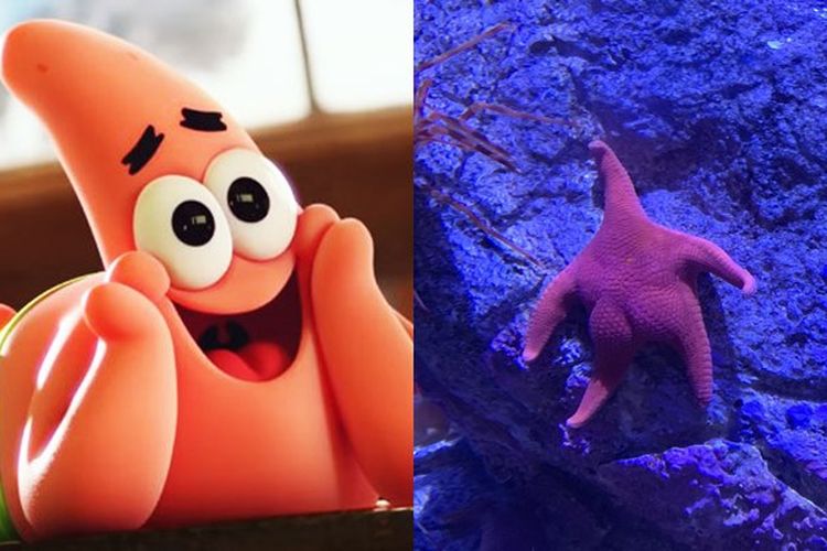 Berita Patrick Star Terbaru Hari Ini - Grid.ID