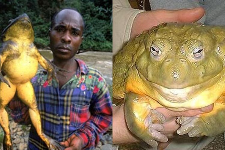 Berita Katak Raksasa Terbaru Hari Ini - Grid.ID