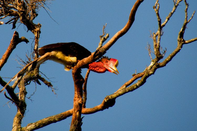Burung Purba ini Bisa Hidup Puluhan tahun, Saat Ini Jumlahnya Hanya ...