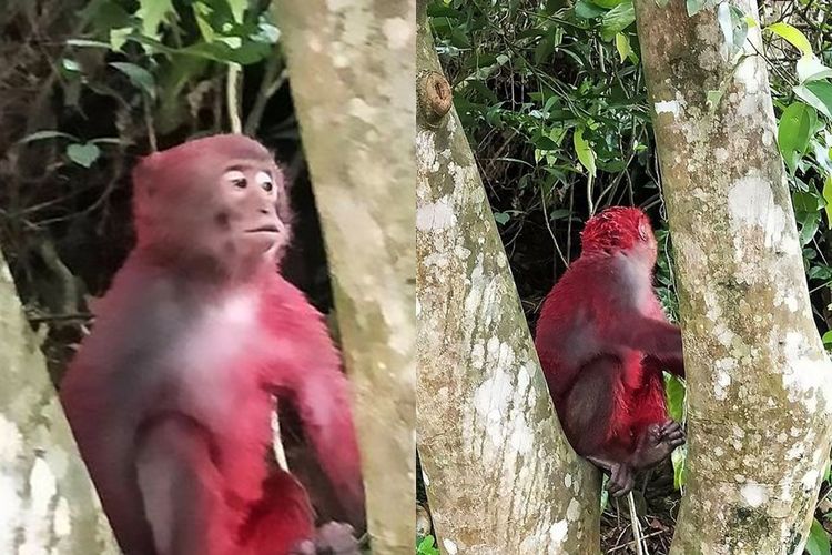 Berita Cat Merah Terbaru Hari Ini - Grid.ID