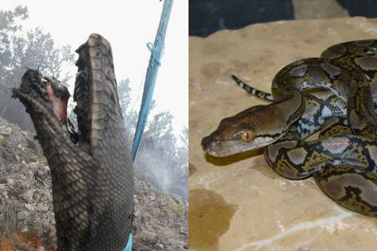 Menguak Fakta Tangkalaluk, Raja Ular Rimba Belantara Kalimantan Nan ...