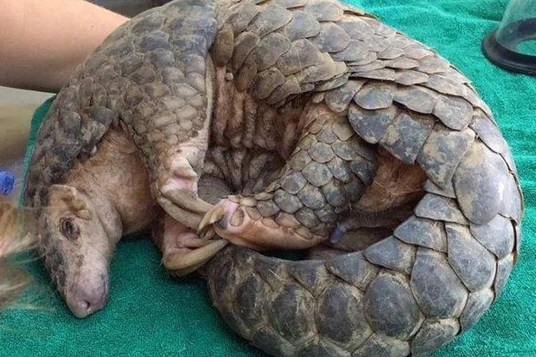 Berita Fakta Trenggiling Terbaru Hari Ini - Grid.ID