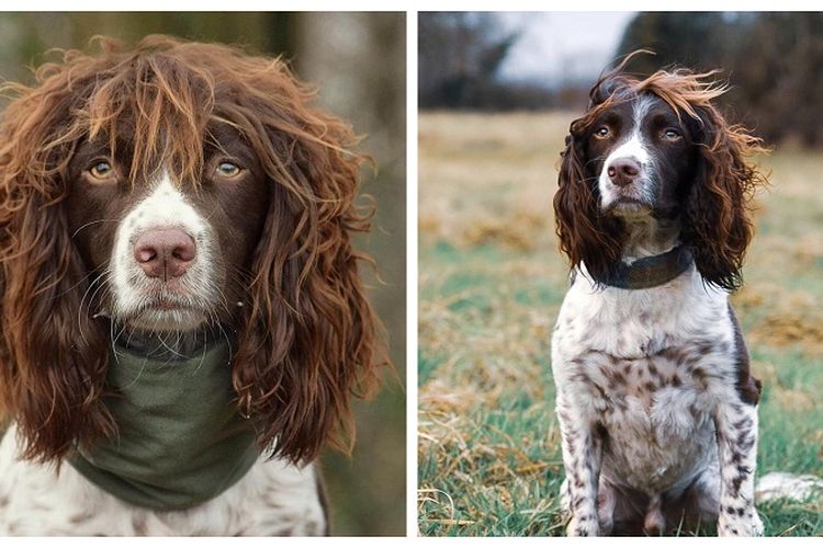 Punya Rambut Mirip Model, Anjing Ini Jadi Populer di Instagram - Page all