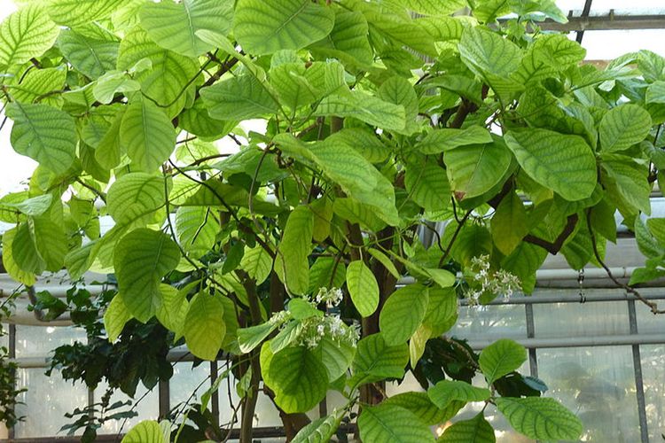 Berita Tanaman Kina Terbaru Hari Ini - Bobo