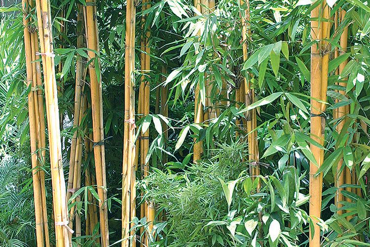 Tips Merawat Bambu Kuning di Rumah, Penyiraman Minimal 2 Kali Seminggu