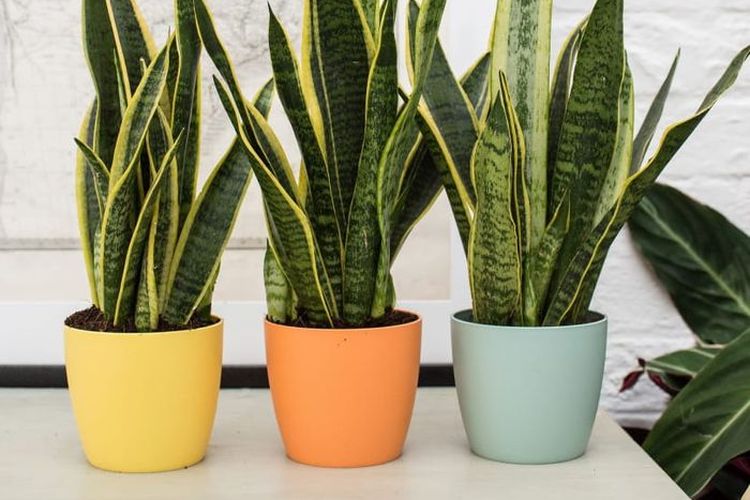 Tips Merawat Tanaman Sansevieria Agar Tumbuh Subur, Tak Harus Kena ...