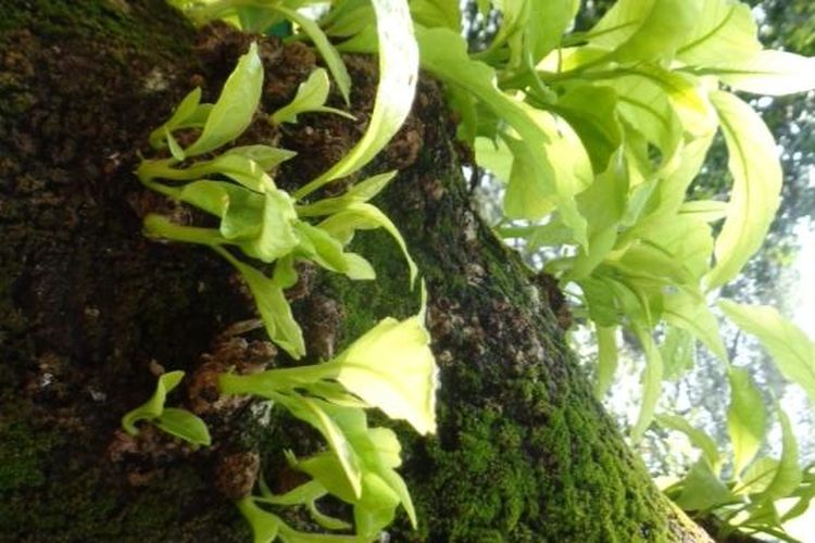 Berita Kol Banda Terbaru Hari Ini - Bobo