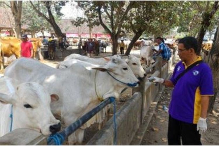 Wajib Dicatat! Berikut Ini Tata Cara Memilih hewan Qurban yang Baik dan ... Wajib Dicatat! Berikut Ini Tata Cara Memilih hewan Qurban yang Baik dan ...