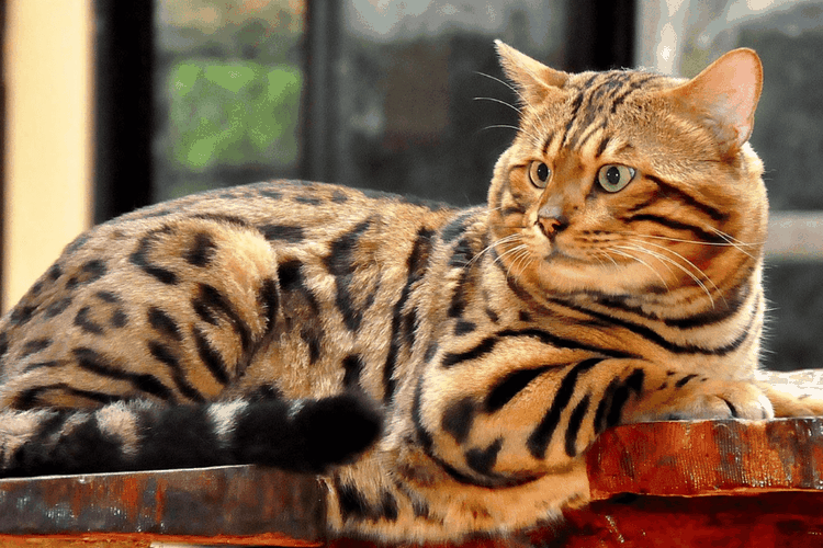 Pecinta Kucing Musti Tau, Kalo Ada 8 Ras Kucing di Dunia yang Bikin Gemes