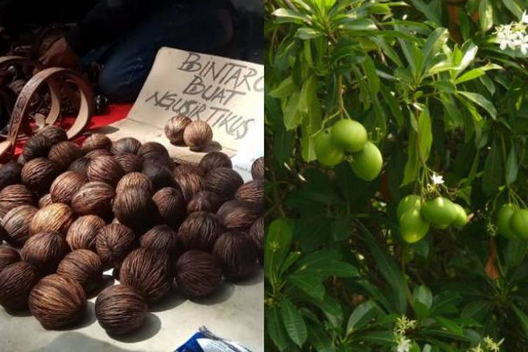 Berita Buah Bintaro Terbaru Hari Ini - Grid.ID