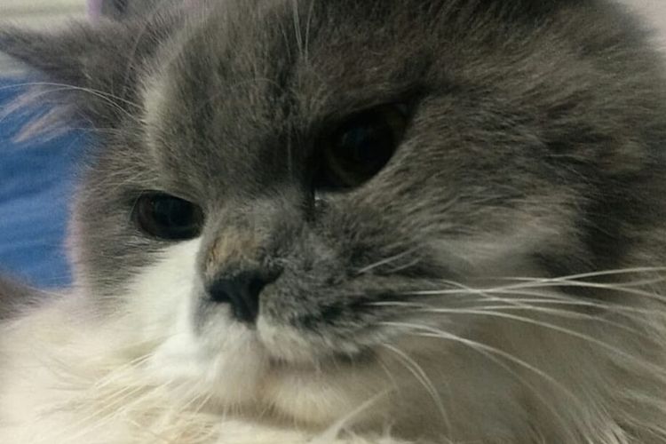 Kucing Menderita FLUTD, Selain Sulit Kencing Ini Gejala Lainnya!