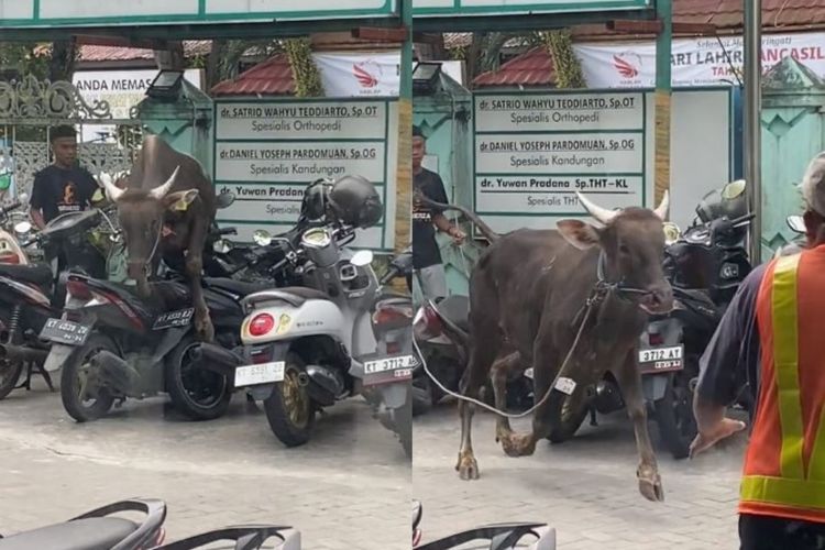 Sapi Kurban Idul Adha Seruduk Motor Pemilik Motor Bisa Menuntut, Ini Kata Pengacara
