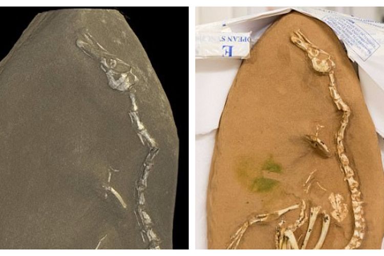 Berita Halszkaraptor Terbaru Hari Ini - Grid.ID