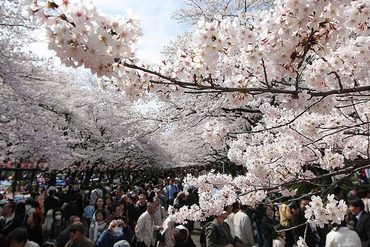 Berita Hanami Terbaru Hari Ini - Grid.ID