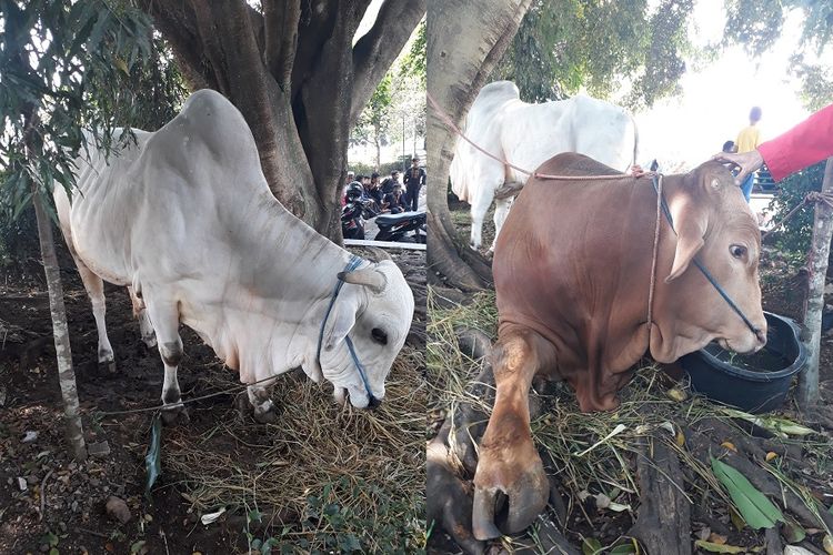 Berita Sapi India Terbaru Hari Ini - Grid.ID