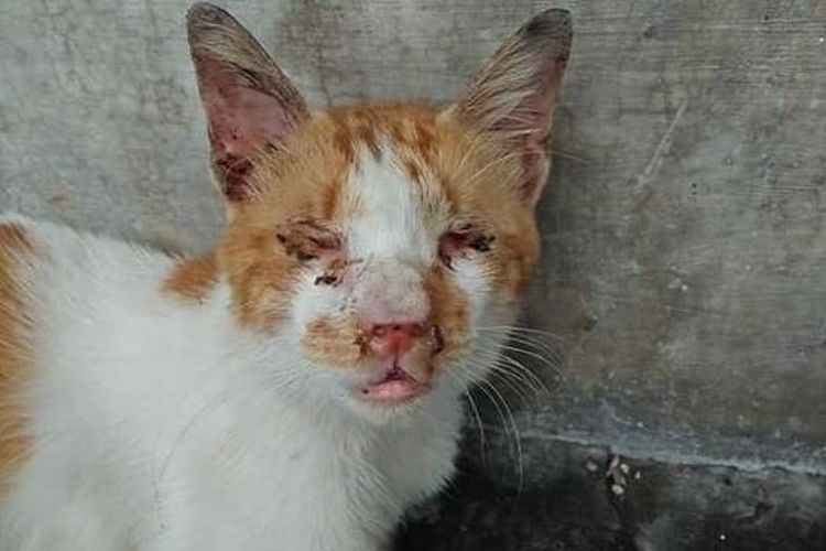 Berita Kucing Buta Terbaru Hari Ini - Grid.ID