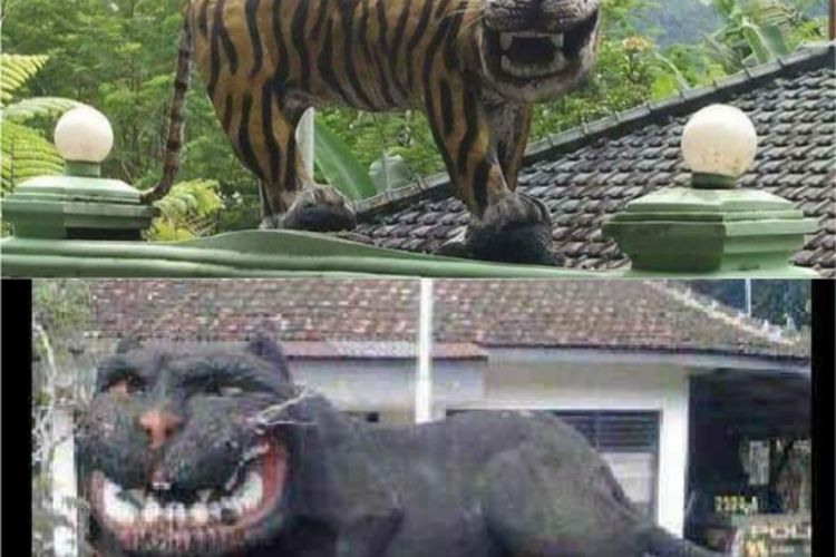 Berita Macan Loreng Terbaru Hari Ini - Grid.ID