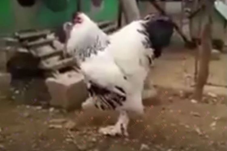 Berita Ayamraksasa Terbaru Hari Ini - Grid.ID