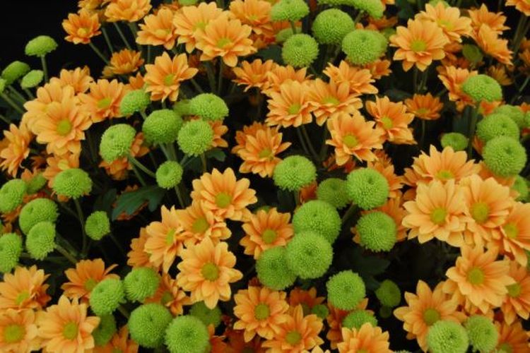 Berita Tanaman Sehat Terbaru Hari Ini - Grid.ID