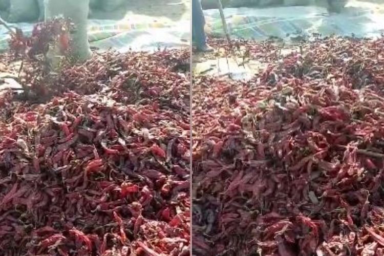 Berita Cabe Kering Terbaru Hari Ini - Grid.ID