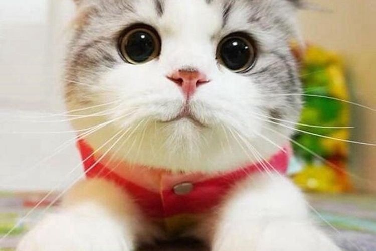 Kucing Lucu Sekali