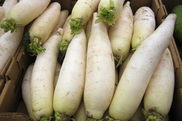 Berita 8 Manfaat Mengonsumsi Lobak Untuk Kesehatan terbaru hari ini ...