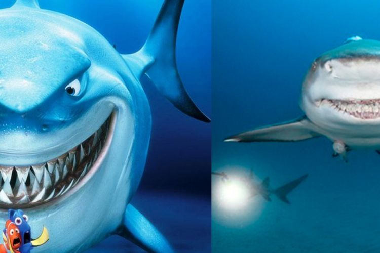 Finding Nemo Shark HD Wallpaper Pxfuel, 52% OFF