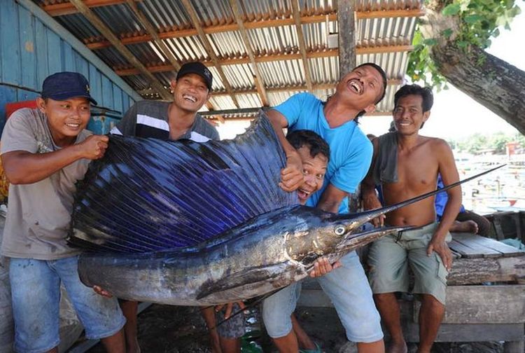Marlin Hitam, Spesies Ikan dengan Kemampuan Berenang Tercepat di Dunia ...