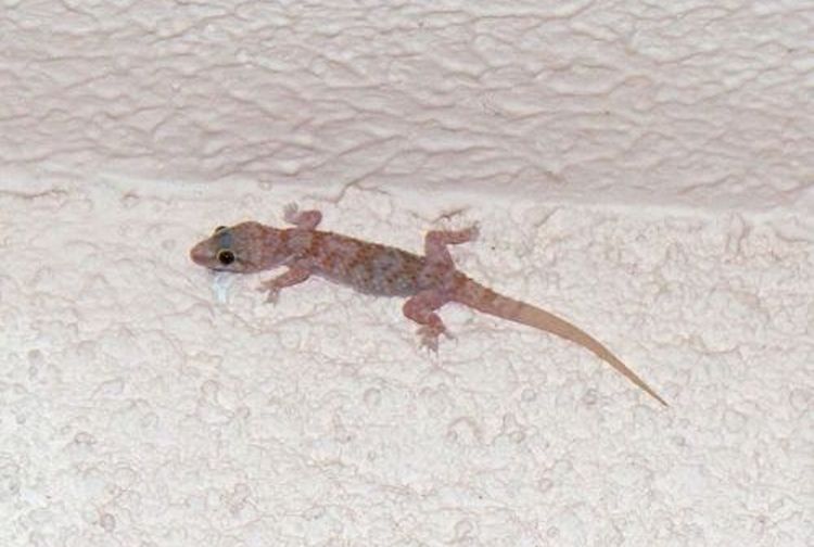 Banyak Cicak di Dinding Rumah? Sering Dianggap Sepele, Hati-hati ... Banyak Cicak di Dinding Rumah? Sering Dianggap Sepele, Hati-hati ...