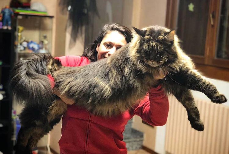 Barivel si Kucing Terpanjang di Dunia, Ternyata Punya Sifat ...