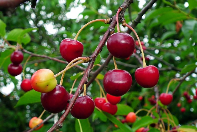 Manfaat Buah Kersen Alias Talok, Ada di Sekitar tapi Sering Terabaikan ...