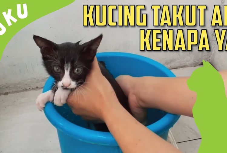 Selama Ini Sering Bikin Penasaran, Ternyata Ini Penyebab Kucing Takut ... Selama Ini Sering Bikin Penasaran, Ternyata Ini Penyebab Kucing Takut ...