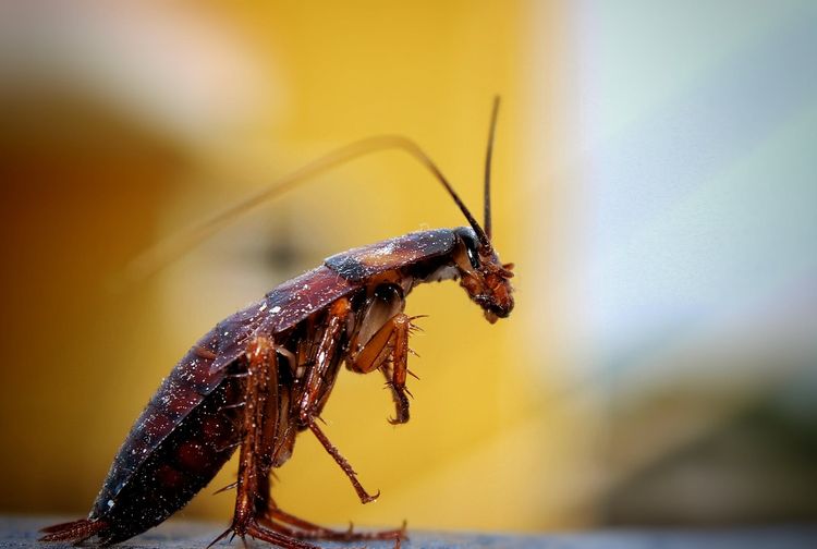 Kecoak Terbang Ternyata Enggak Berbahaya, Ini Dia Rahasia yang Jadi ...