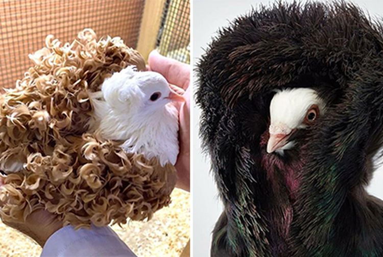 10 Jenis Burung Merpati yang Paling Unik dan Cantik di Seluruh Dunia ...