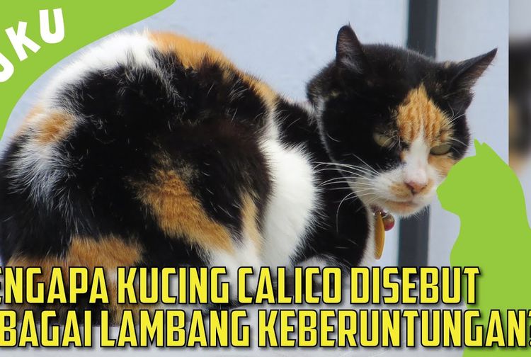 Kucing Calico Sering Disebut Sebagai Lambang Keberuntungan, Apa ...