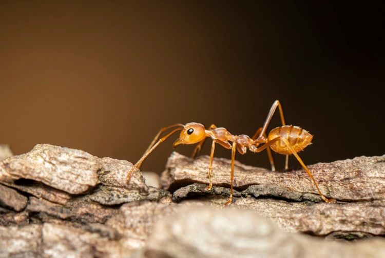 Sederhana, Usir Semut di Rumah dengan Berbagai Tips dan Bahan Alami ...