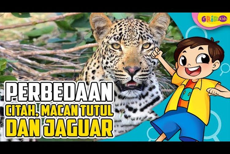 Meski Terlihat Sangat Mirip, Inilah Perbedaan Citah, Macan Tutul dan ...