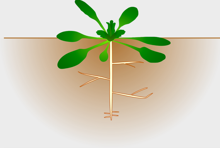 Apa Itu Akar Serabut dan Akar Tunggang? Ternyata Ini Perbedaannya - Kids