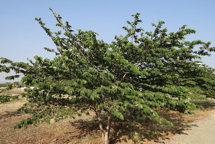 Dijual Mahal Padahal Banyak Tersebar di Indonesia, Ternyata Khasiat ...