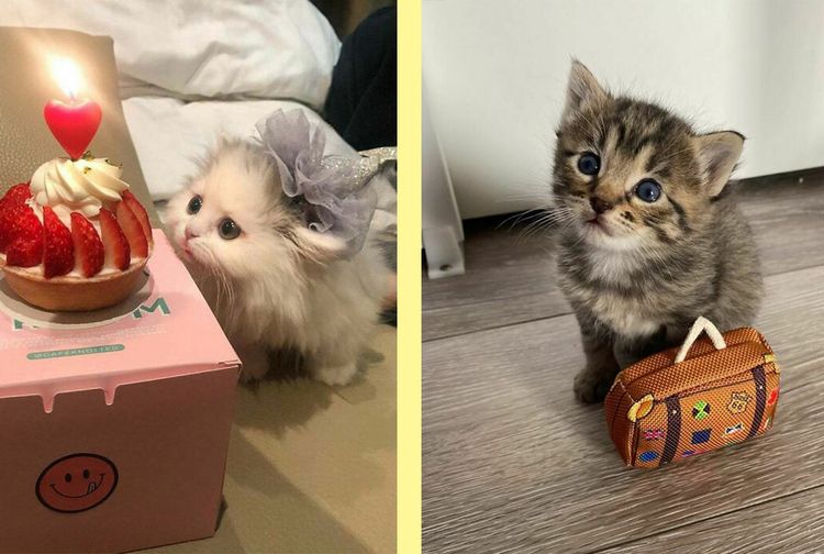 Super Mini dan Terlihat Enggak Berdosa, Begini Potret 10 Anak Kucing ...